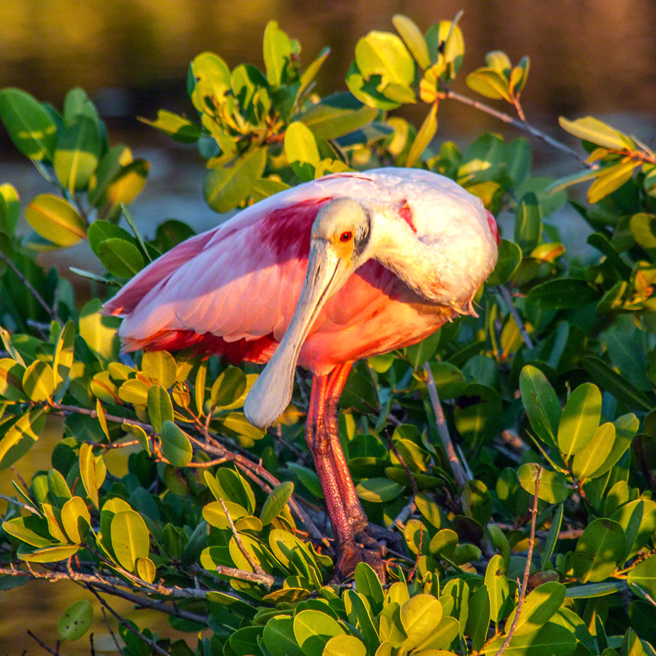 Nature – Mike Ring Photography