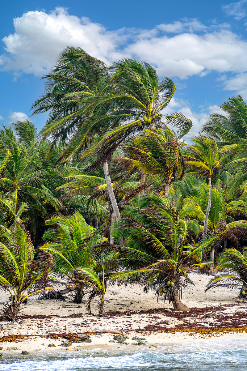 Coconut Beach – Mike Ring Photography