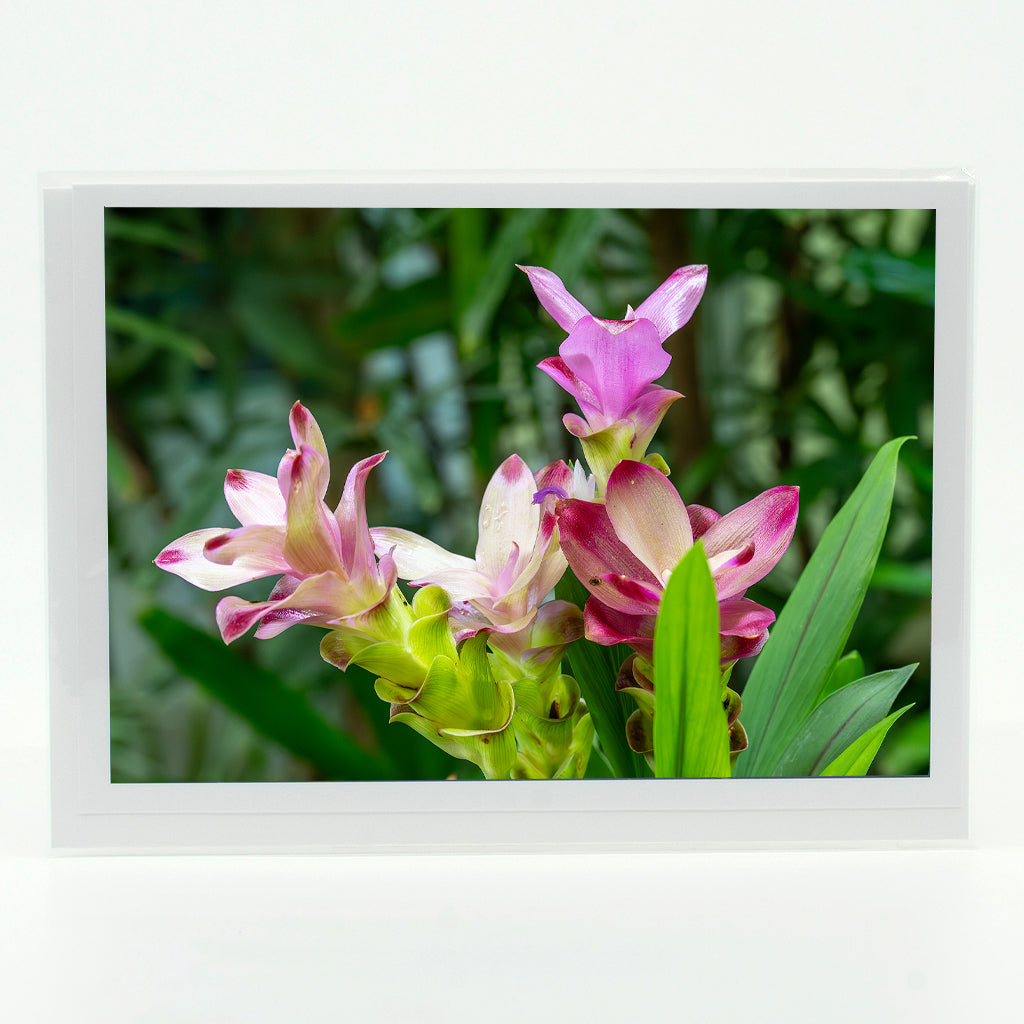 Curcuma Alismatifolia Flower Gifts – Mike Ring Photography