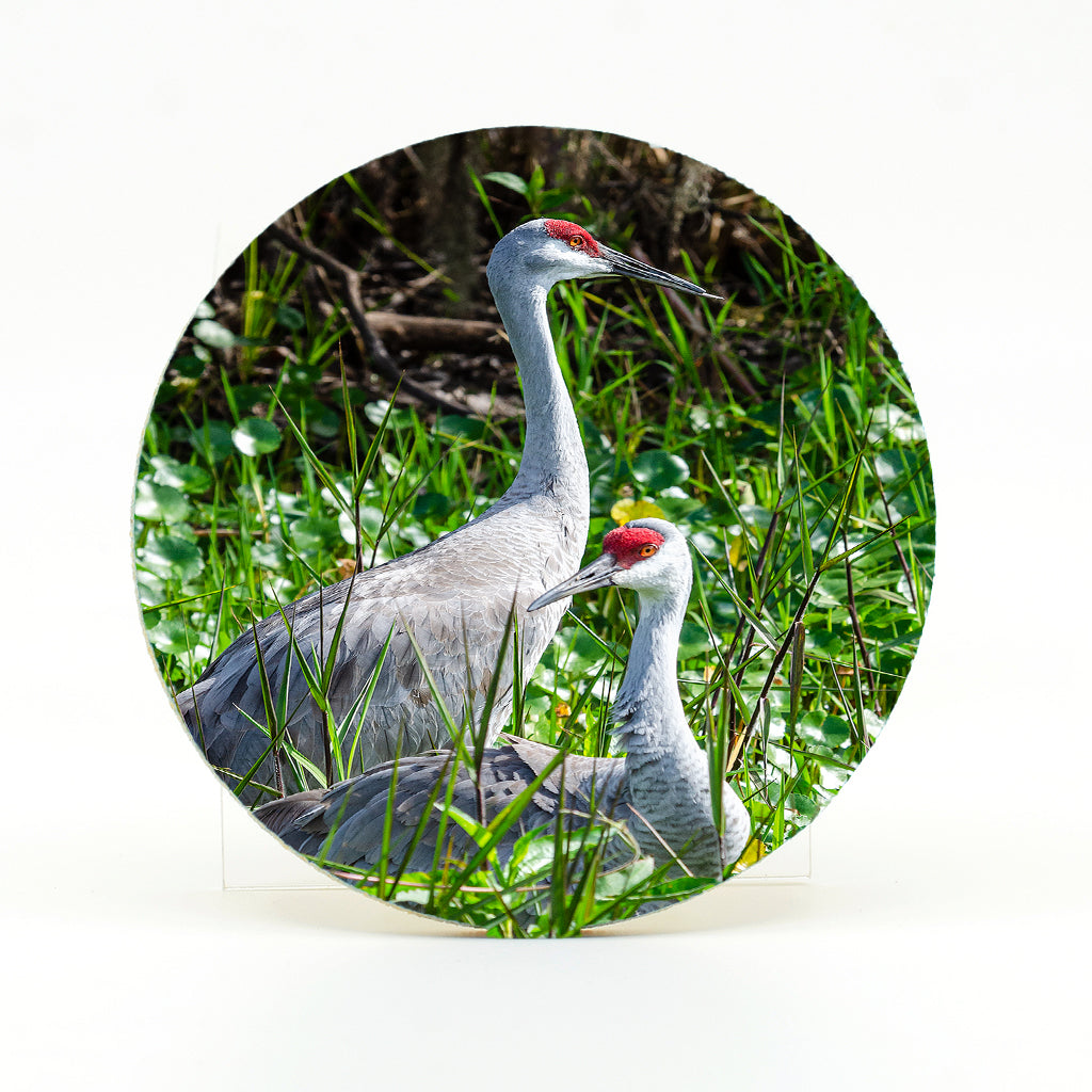 Sandhill Cranes Gifts – Mike Ring Photography