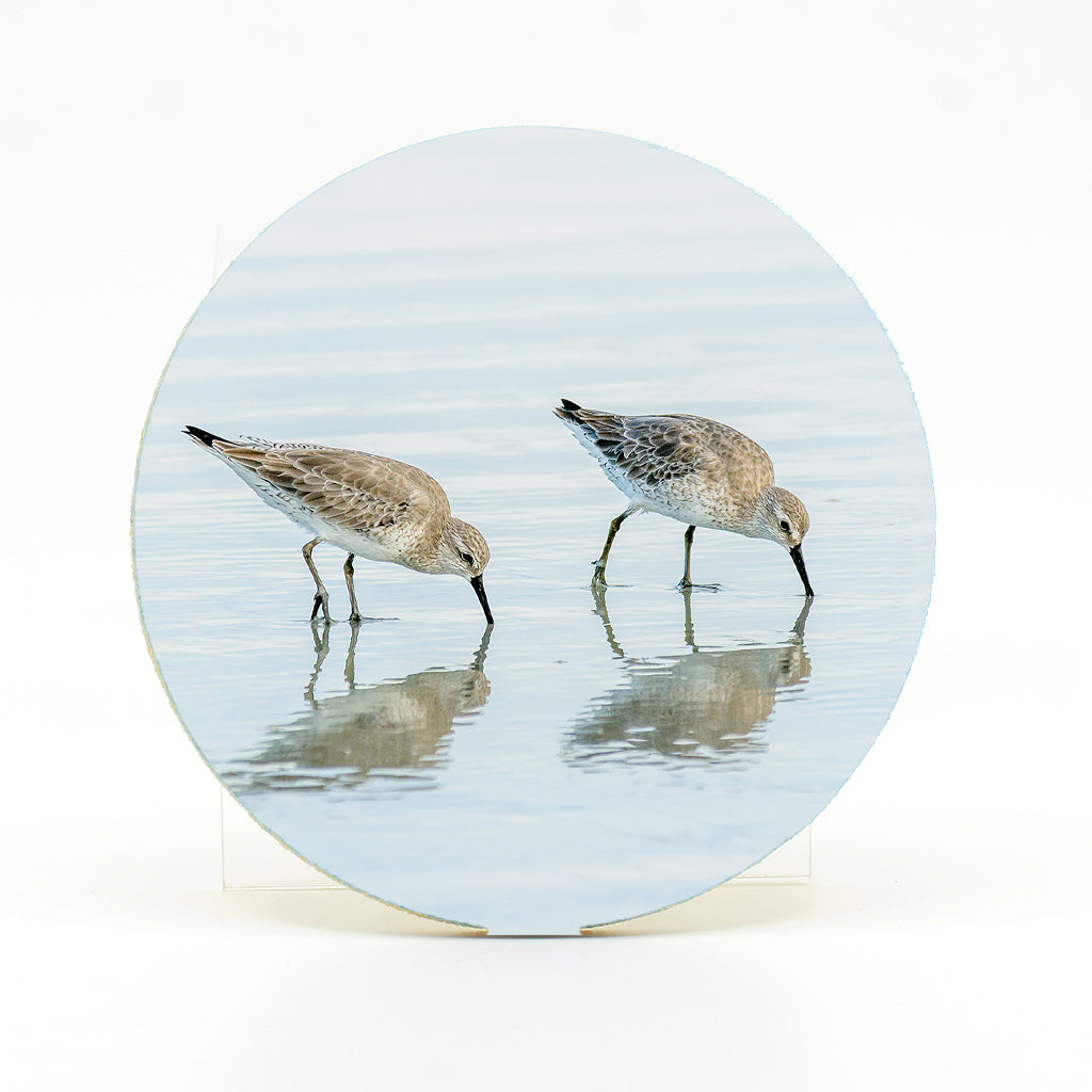 White Rump Sandpipers Gifts – Mike Ring Photography