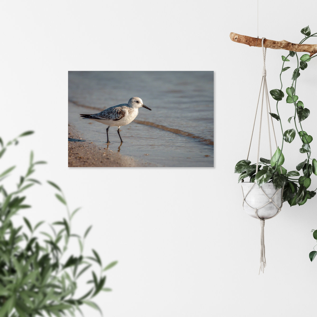 Sanderling – Mike Ring Photography